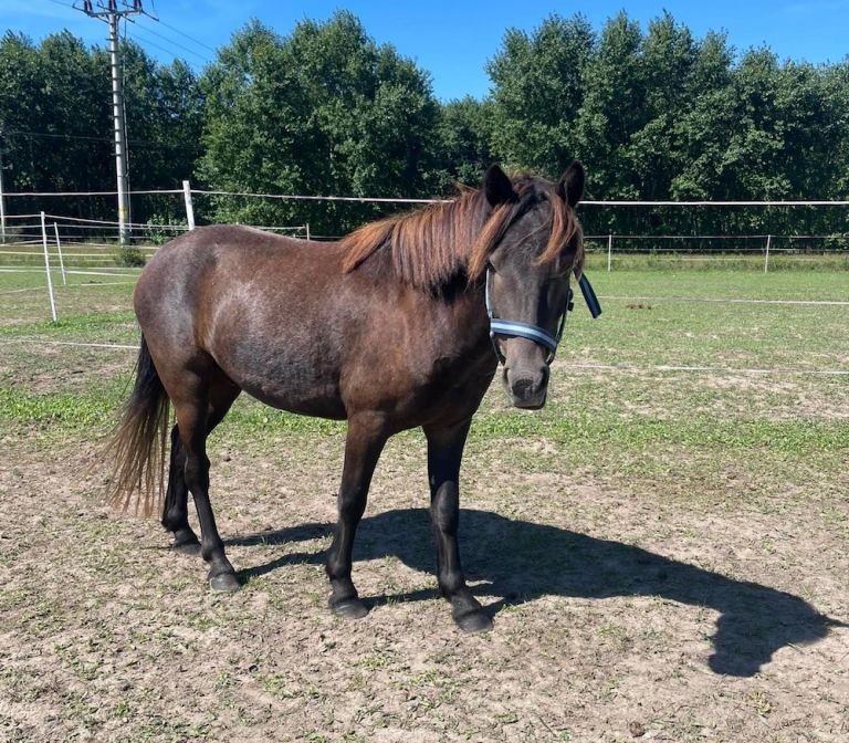 CENTRUM VOLNÉHO ČASU KOSTICE - Naše koně
